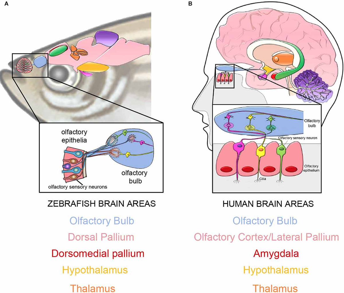 Olfactory Cortex Pathway JaypeeDigital | EBook Reader