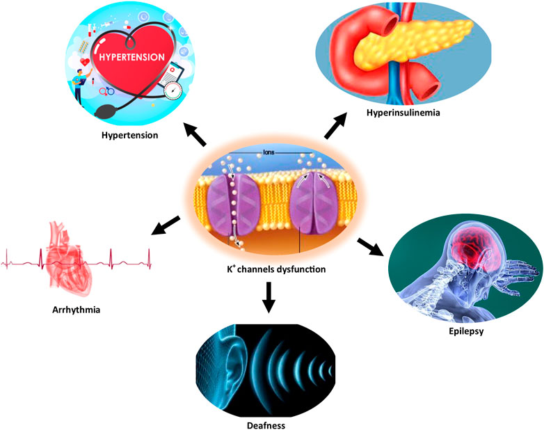 Frontiers | Interaction of Medicinal Plants and Their Active ...
