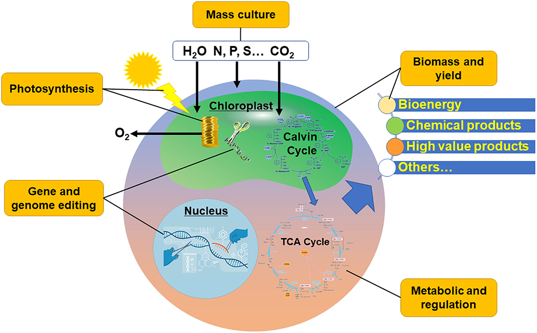 Frontiers | Microalgae-Based Green Bio-Manufacturing—How Far From Us