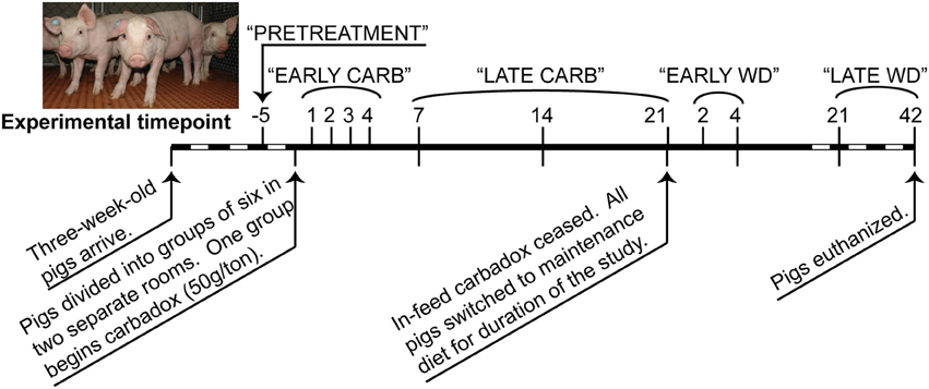 Frontiers | Carbadox has both temporary and lasting effects on the ...