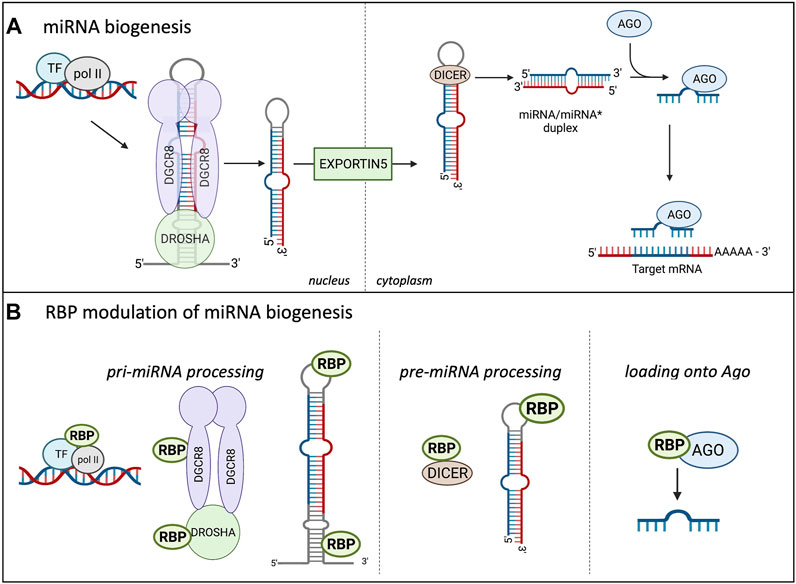 Mirisc CSDE1 Controls Gene Expression Through The MiRNA Mediated Decay