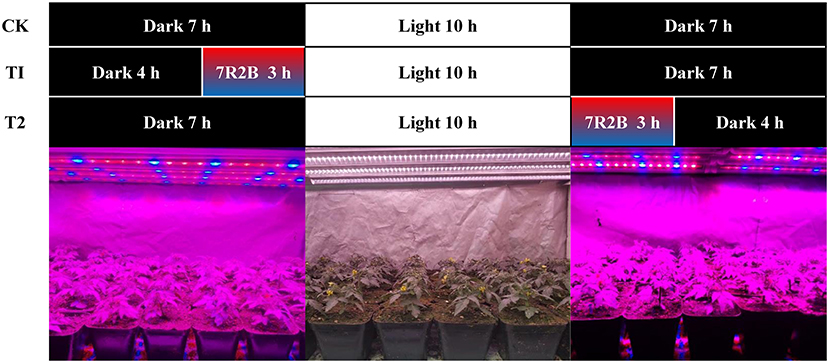 Frontiers | Response of Tomato Fruit Quality Depends on Period of LED ...