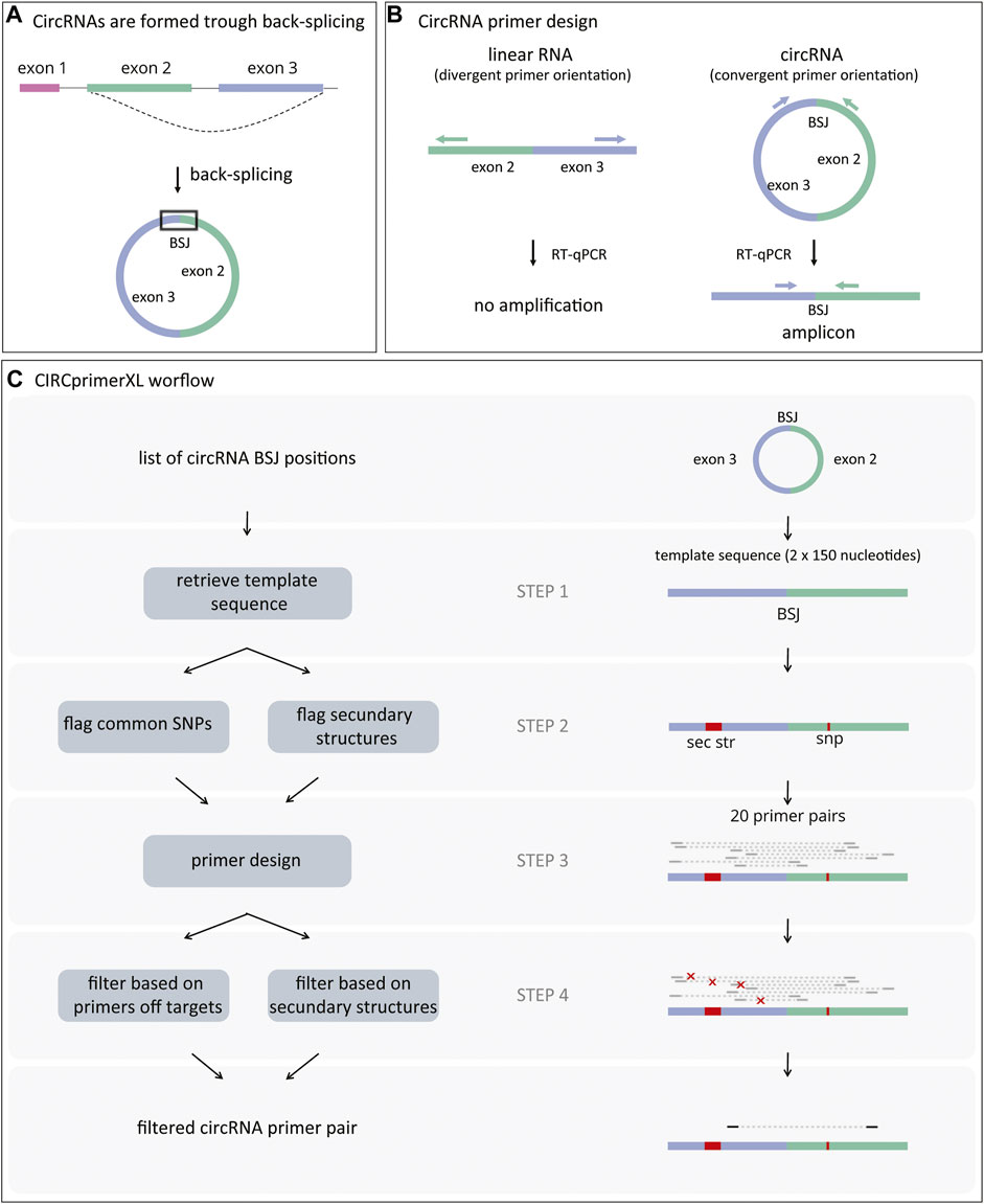 Frontiers | CIRCprimerXL: Convenient and High-Throughput PCR Primer ...