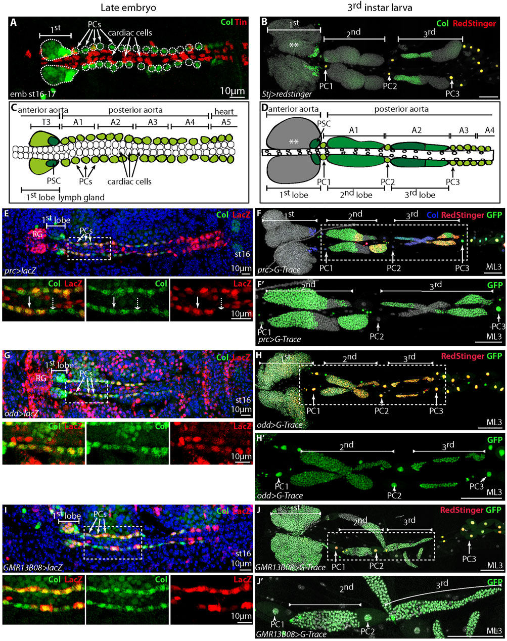 Frontiers | Identification of Bipotential Blood Cell/Nephrocyte ...