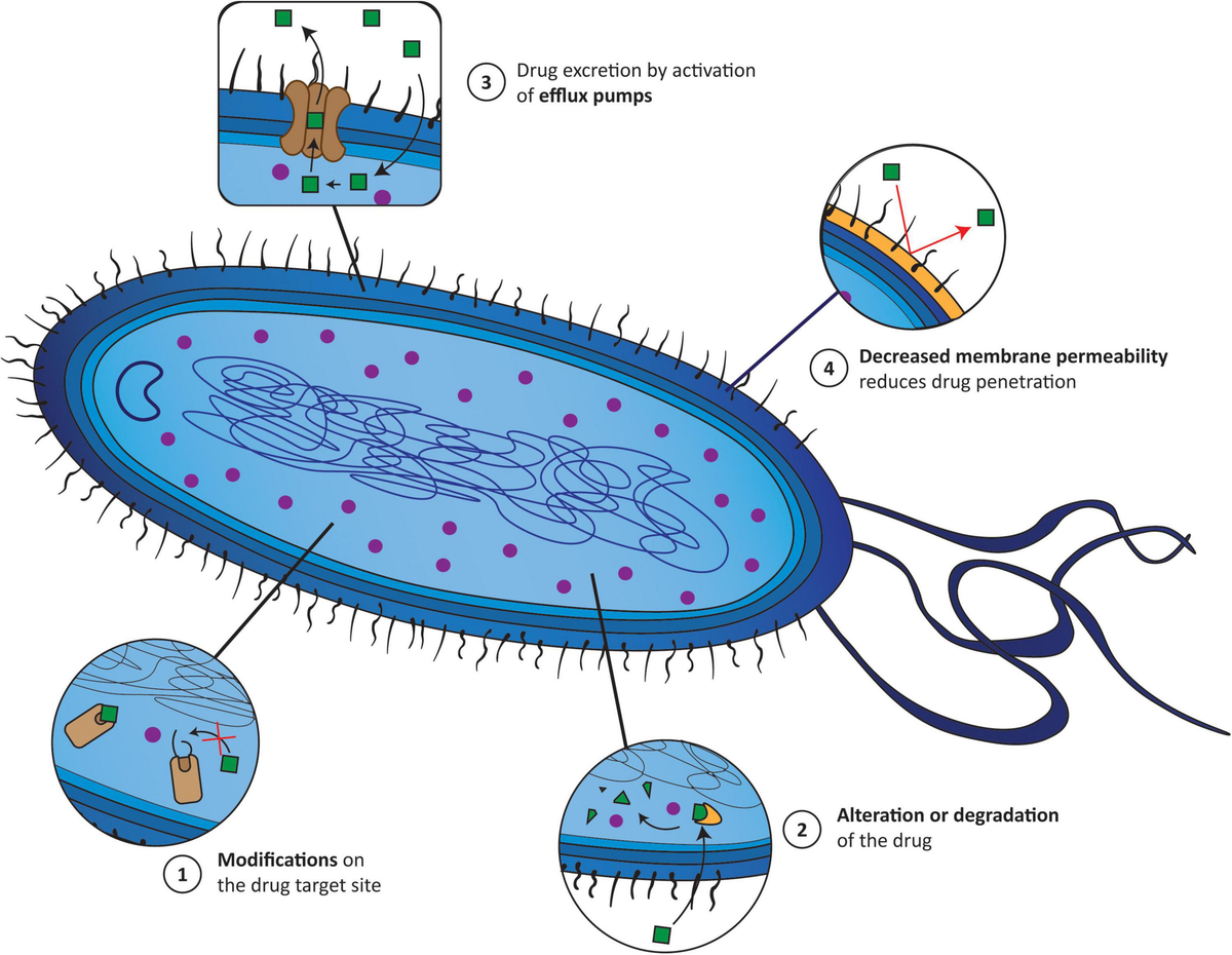 Frontiers | The Use of Antibody-Antibiotic Conjugates to Fight ...