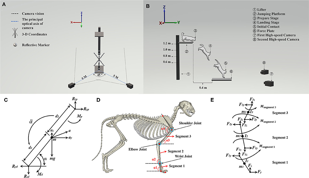 Frontiers | New Insights for the Design of Bionic Robots: Adaptive ...
