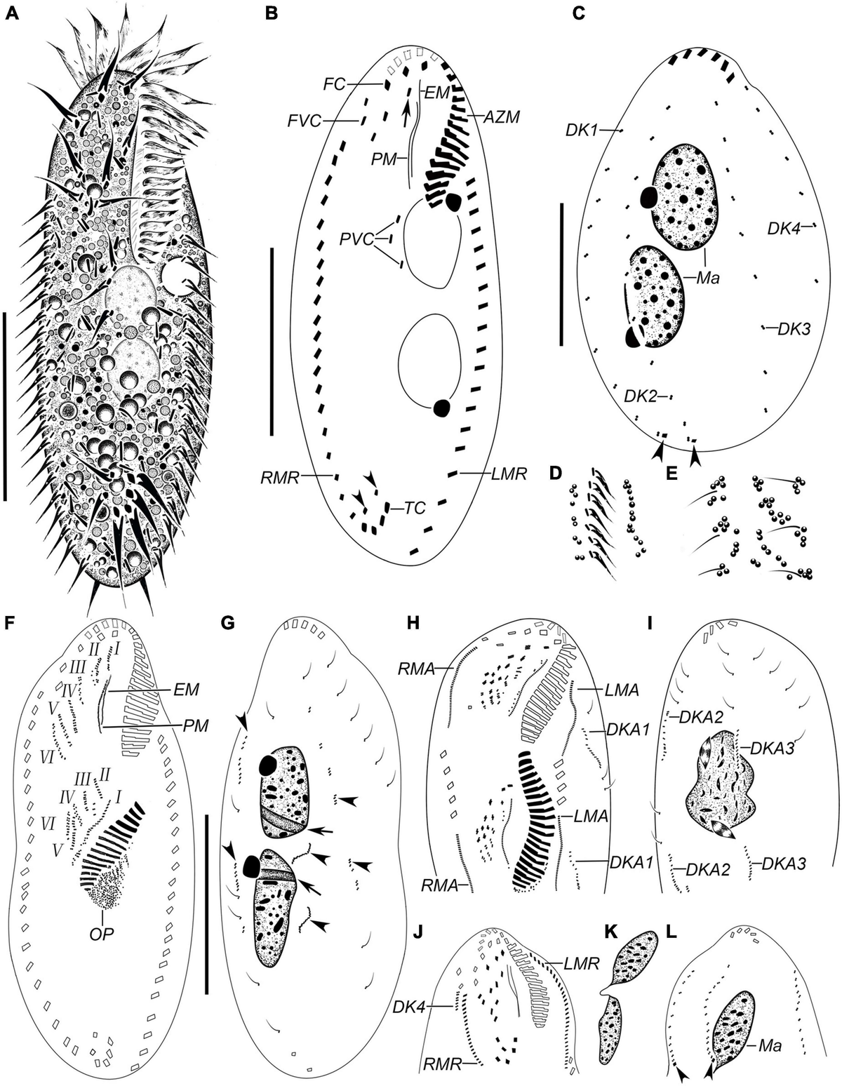 Frontiers | Taxonomy and Phylogeny of Two Spirotrichean Ciliates ...