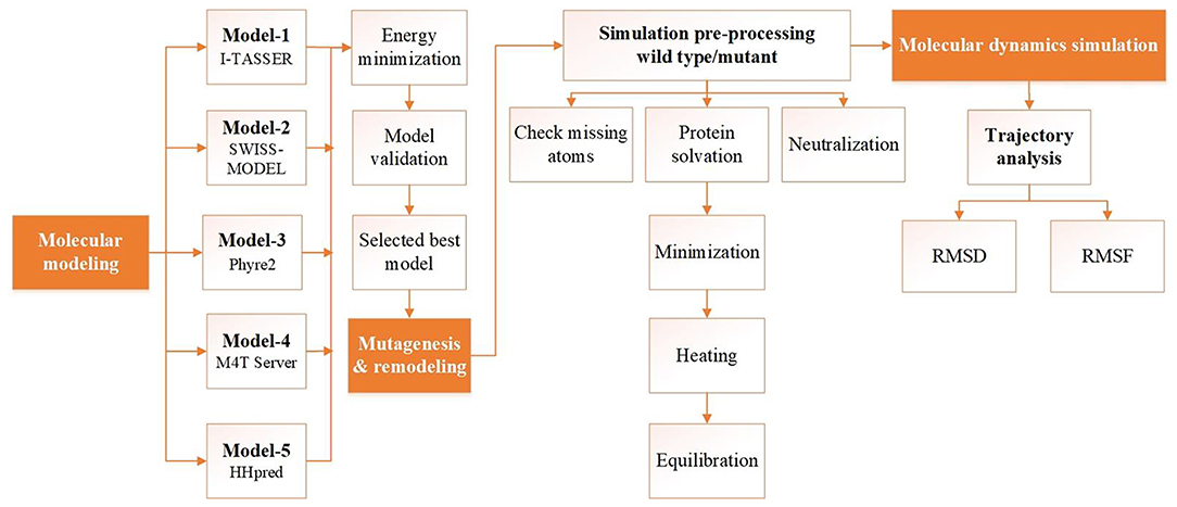Frontiers | Functional and Structural Changes in the Membrane-Bound O ...