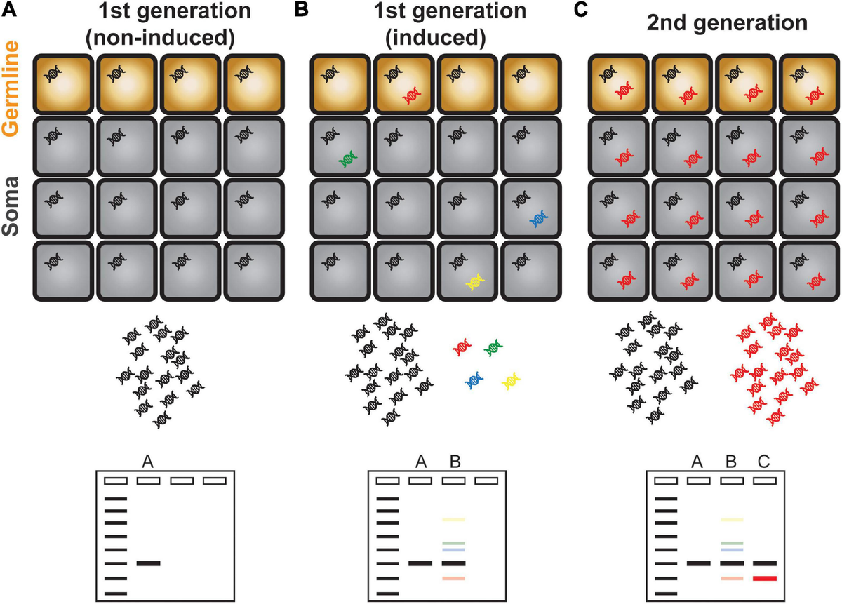 Frontiers | Tracing Mobile DNAs: From Molecular to Population Scales