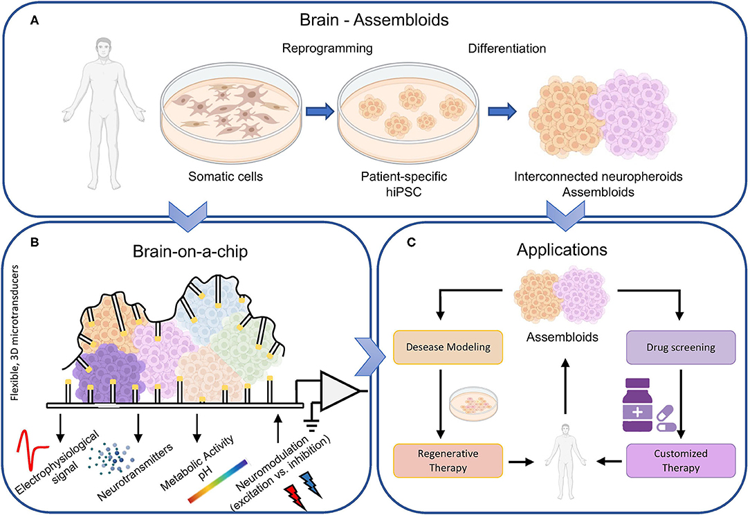 Frontiers | Brain-on-a-Chip: Dream or Reality?