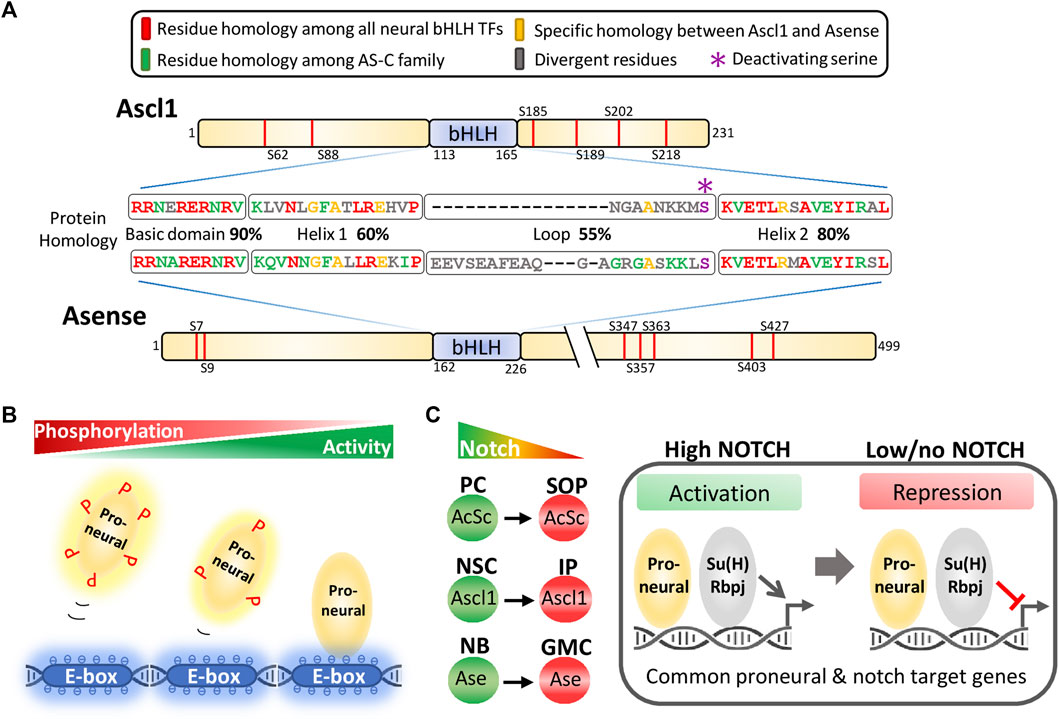 Frontiers | Function of Proneural Genes Ascl1 and Asense in ...