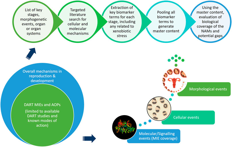 Frontiers | Beyond AOPs: A Mechanistic Evaluation of NAMs in DART Testing