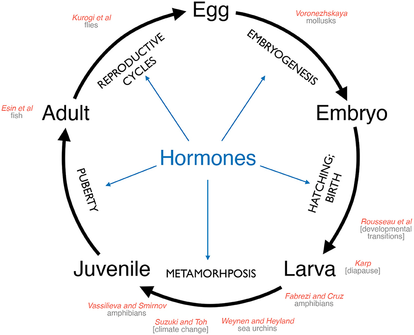 Frontiers | Editorial: Hormones and Life History Strategies