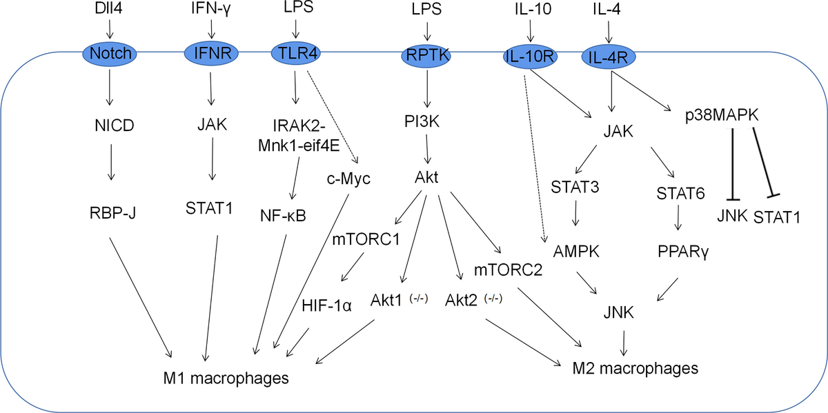 Frontiers | Metabolic Reprogramming Induces Macrophage Polarization in ...