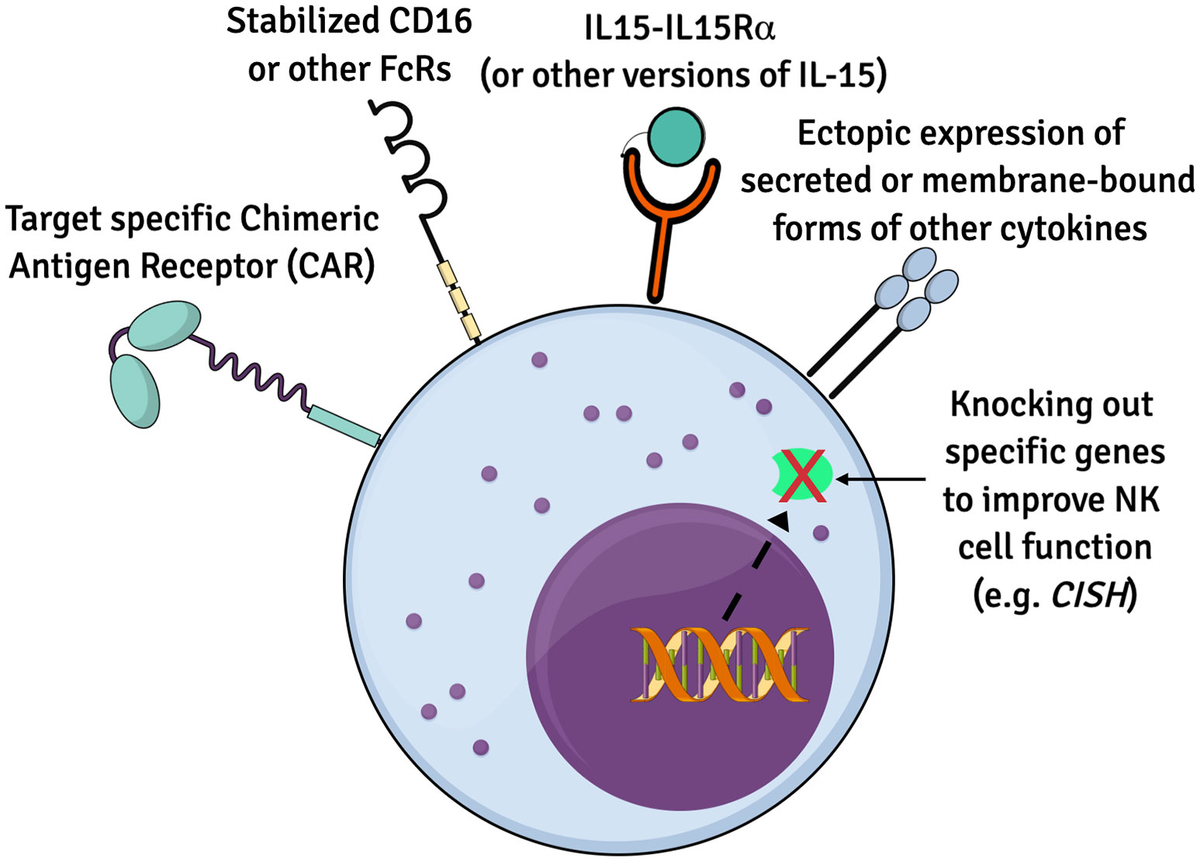 Frontiers | iPSC-Derived Natural Killer Cell Therapies - Expansion and Targeting