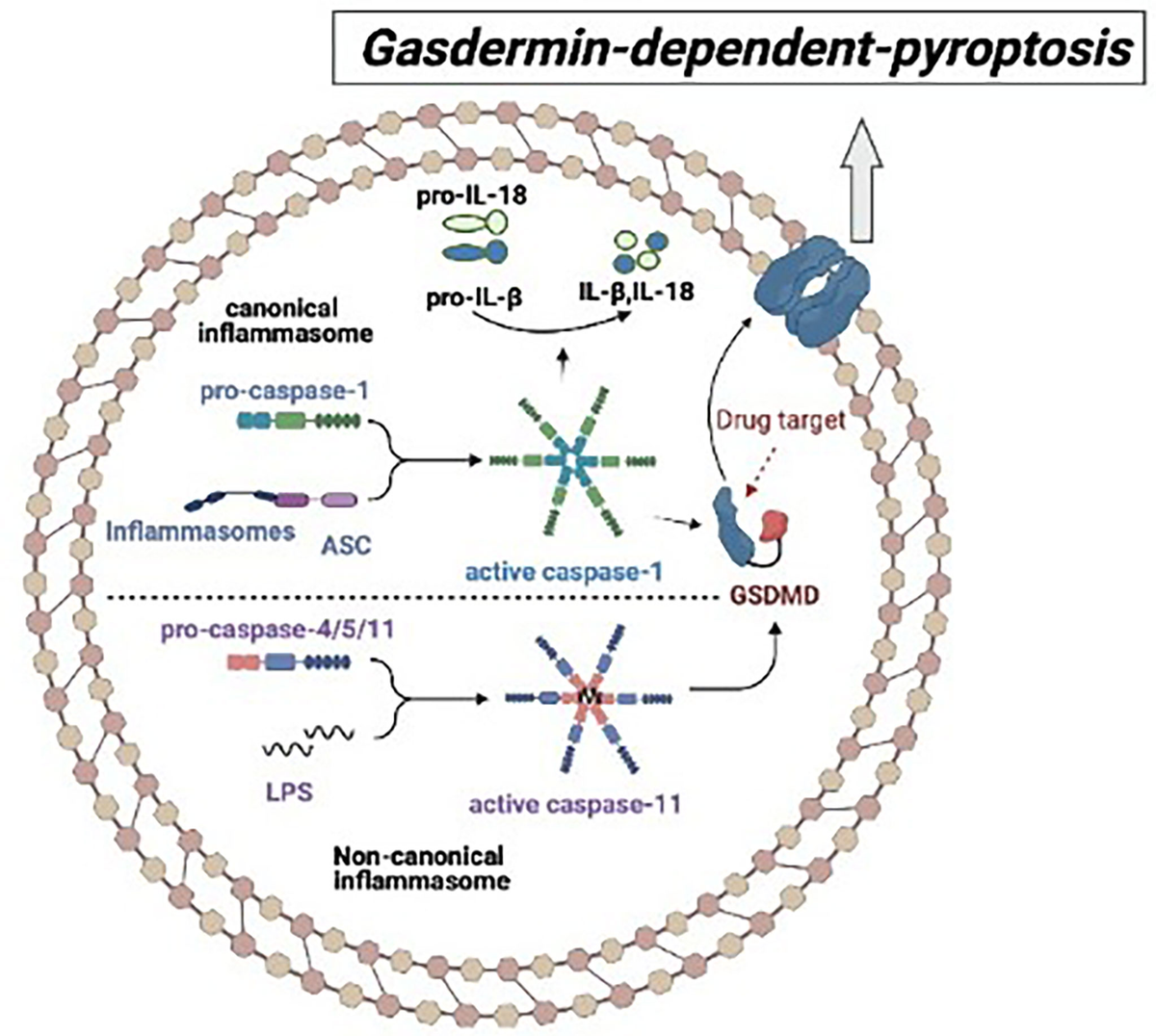 Frontiers | Modulation of Autoimmune and Autoinflammatory Diseases by ...