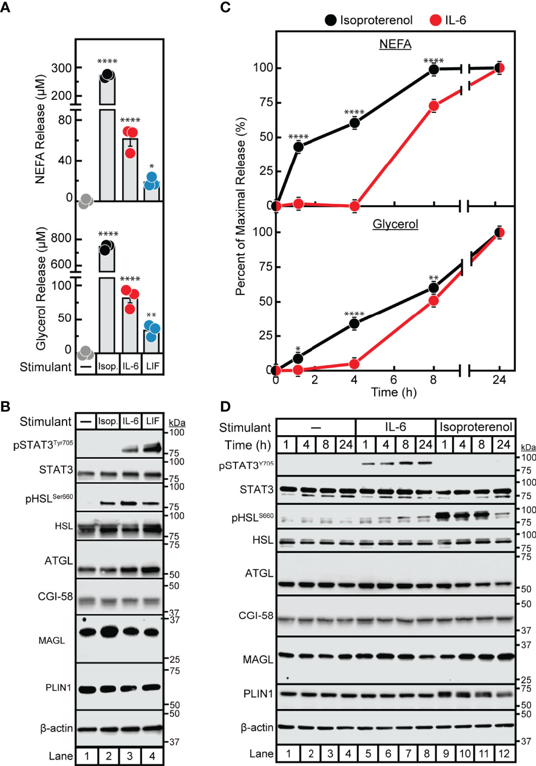 Frontiers | Cytokine-Mediated STAT3 Transcription Supports ATGL/CGI-58 ...