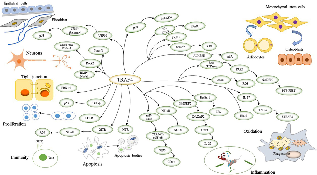 Frontiers | The Research Progress in Physiological and Pathological ...