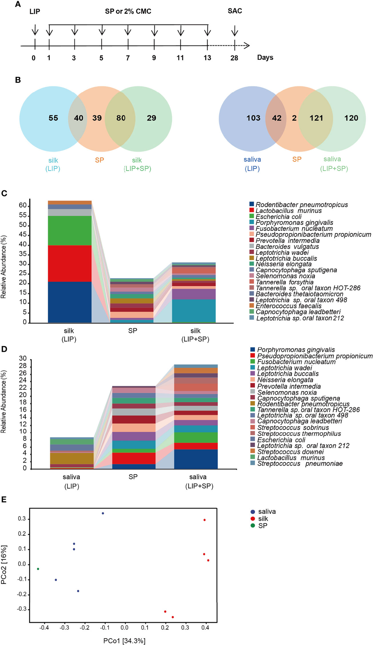 Frontiers | A Mouse Periodontitis Model With Humanized Oral Bacterial ...