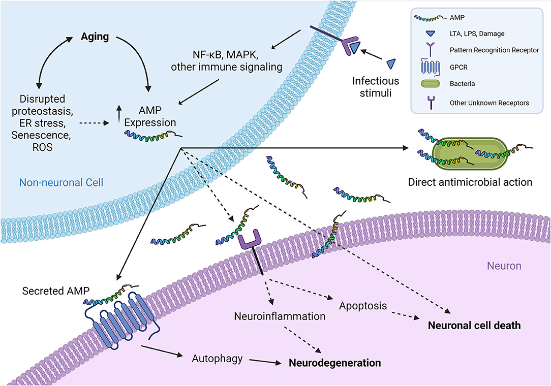 Frontiers Regulatory Roles Of Antimicrobial Peptides In The Nervous