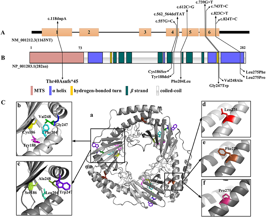 Frontiers | Complement C1q Binding Protein (C1QBP): Physiological ...