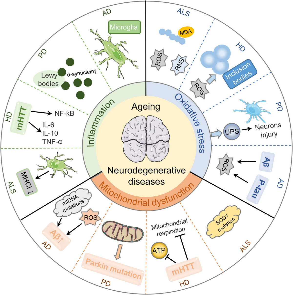 Frontiers | Roles of Long Non-coding RNAs in the Development of Aging ...