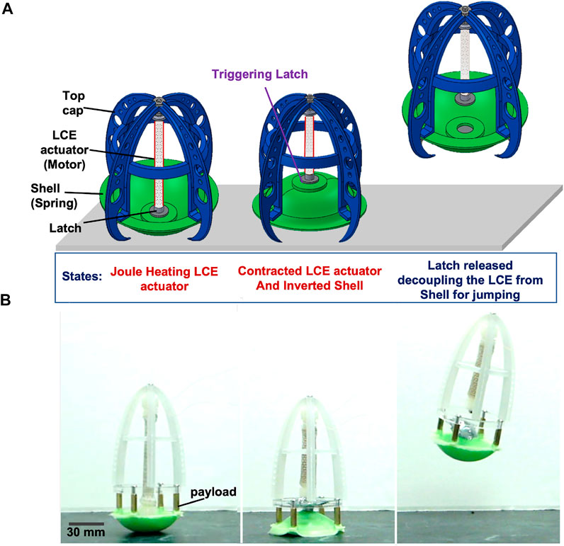 Frontiers | Power Amplification for Jumping Soft Robots Actuated by ...