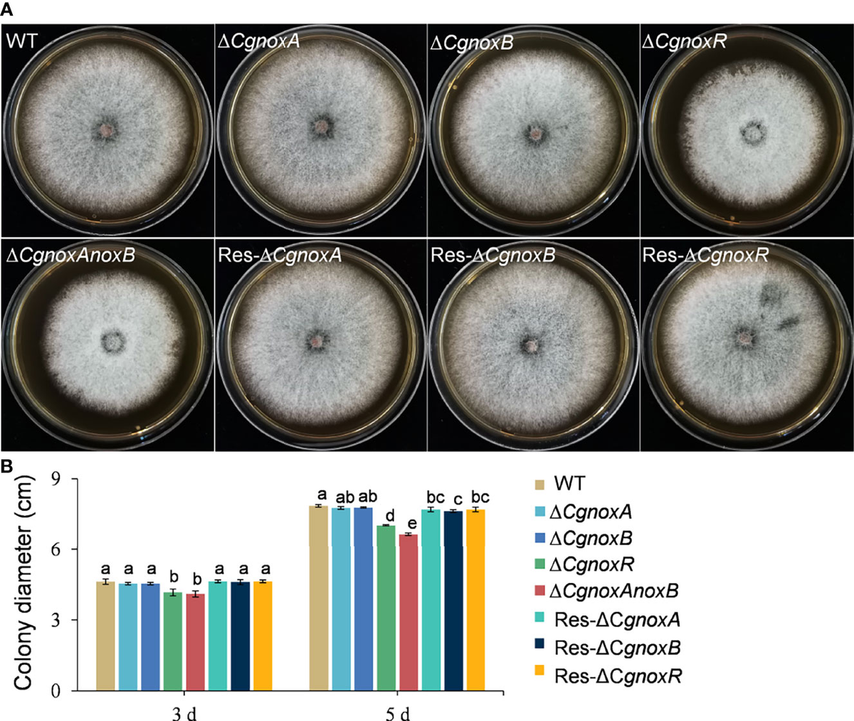 Frontiers | NADPH Oxidases Play a Role in Pathogenicity via the ...