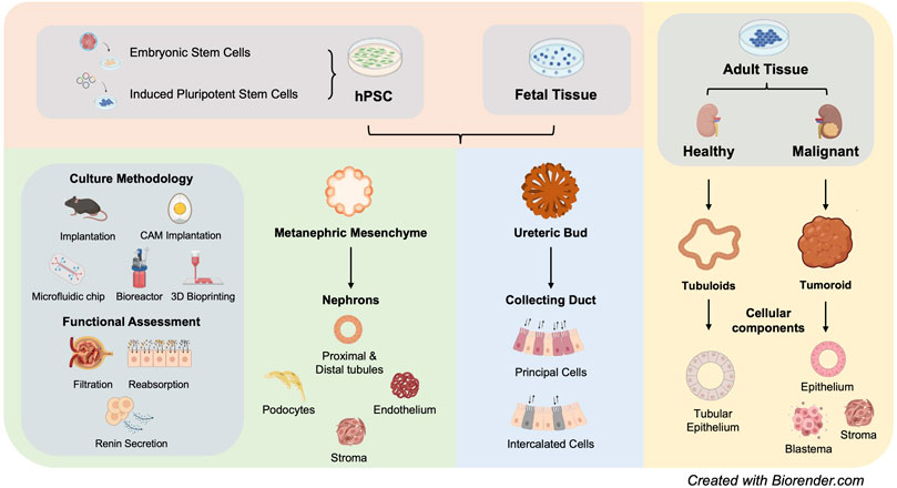 Frontiers | Studying Kidney Diseases Using Organoid Models