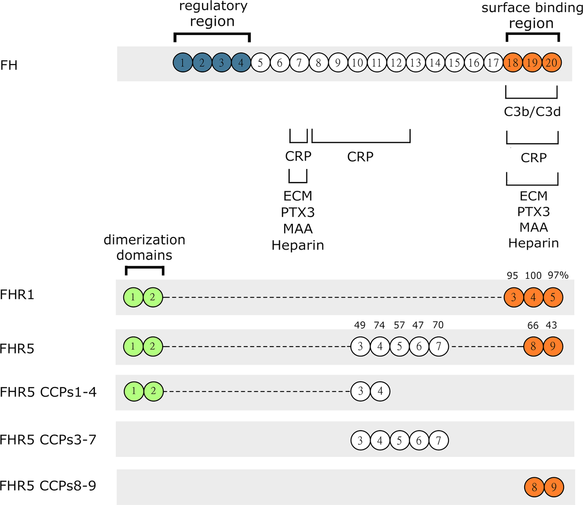 Frontiers | Complement Factor H-Related Proteins FHR1 and FHR5 Interact ...