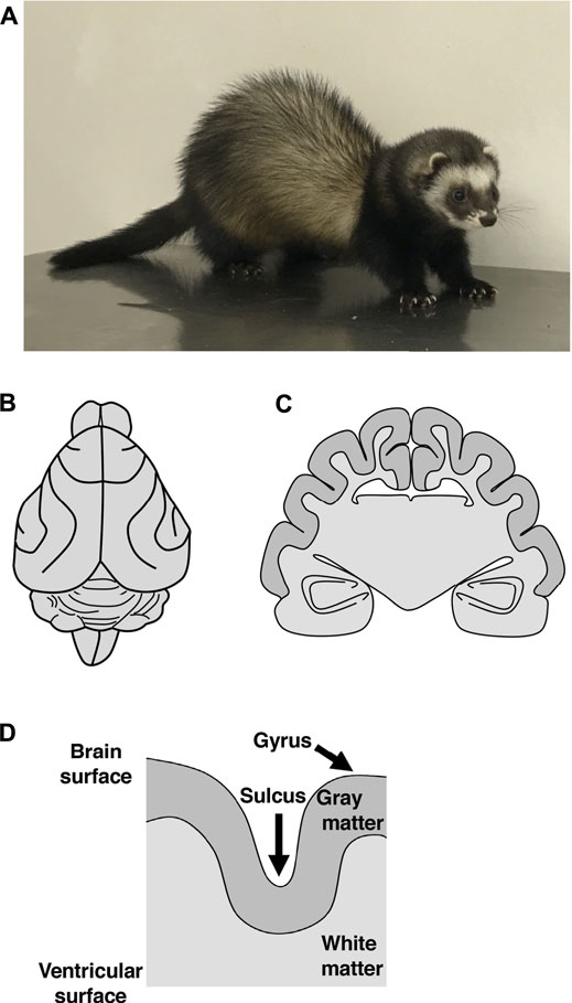 Frontiers | Investigation of the Mechanisms Underlying the Development ...