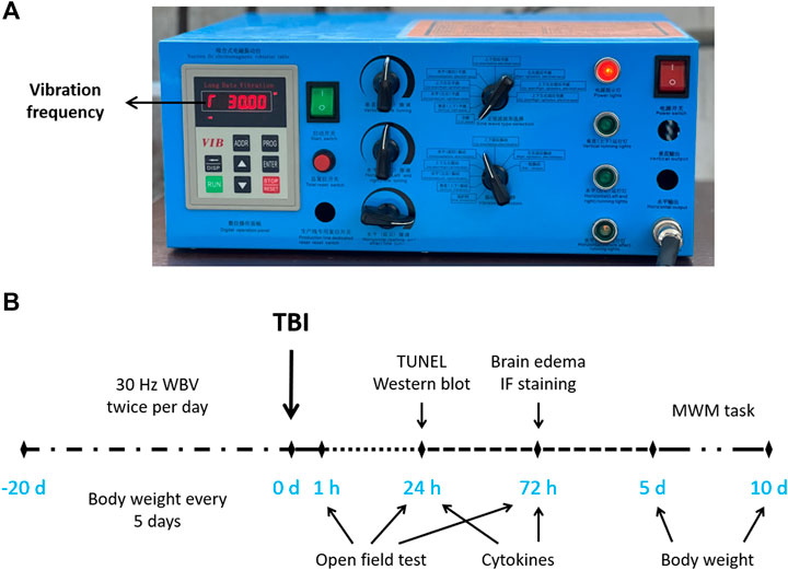 Frontiers | Whole Body Vibration Attenuates Brain Damage and ...