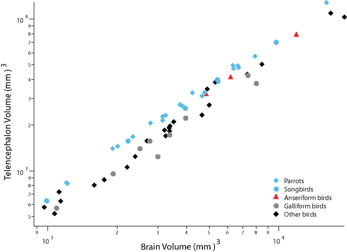 Frontiers | Developmental Modes and Developmental Mechanisms can ...