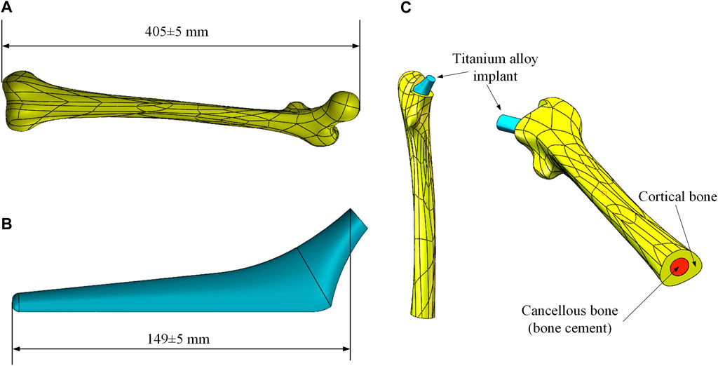 Frontiers | Parametric Design of Hip Implant With Gradient Porous Structure
