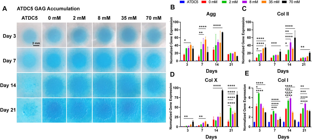 Frontiers | Galactose Enhances Chondrogenic Differentiation of ATDC5 and Cartilage Matrix ...