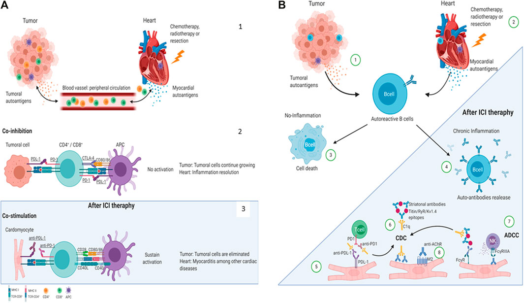 Frontiers | A Systematic Review of the Mechanisms Involved in Immune ...