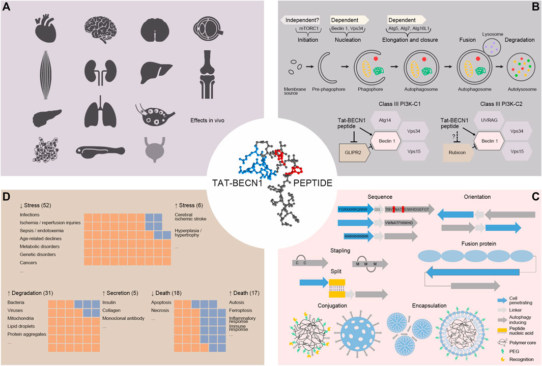 Frontiers | Development of an autophagy activator from Class III PI3K ...