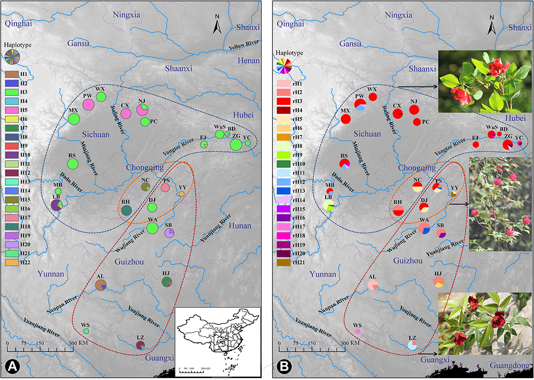 Frontiers | Phylogeography and Population Genetics of Rosa chinensis ...
