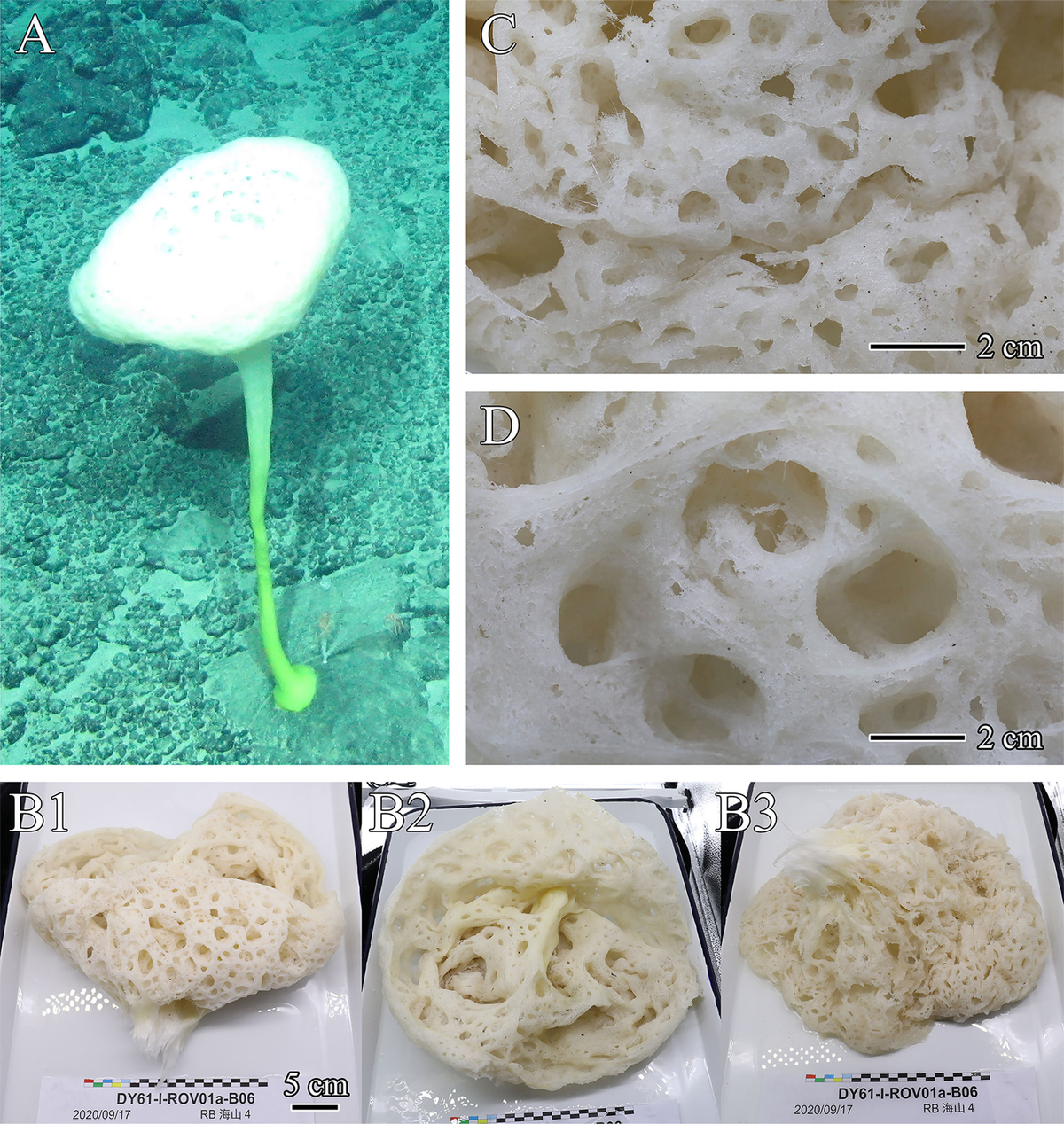Frontiers | Two New Species and One New Genus of Glass Sponges ...