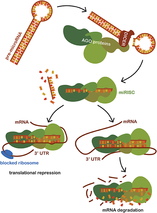 Frontiers | MicroRNA as an Early Biomarker of Neonatal Sepsis