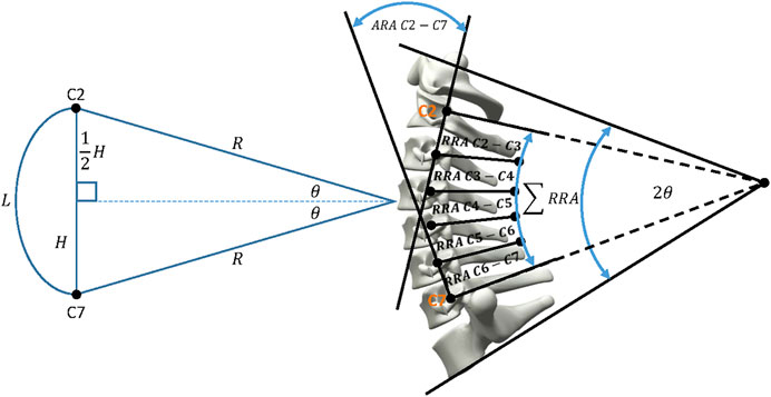Frontiers | A human surrogate neck for traumatic brain injury research