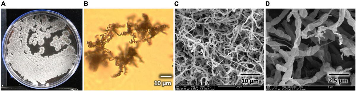 Frontiers | Streptomyces sp. AC04842: Genomic Insights and Functional ...