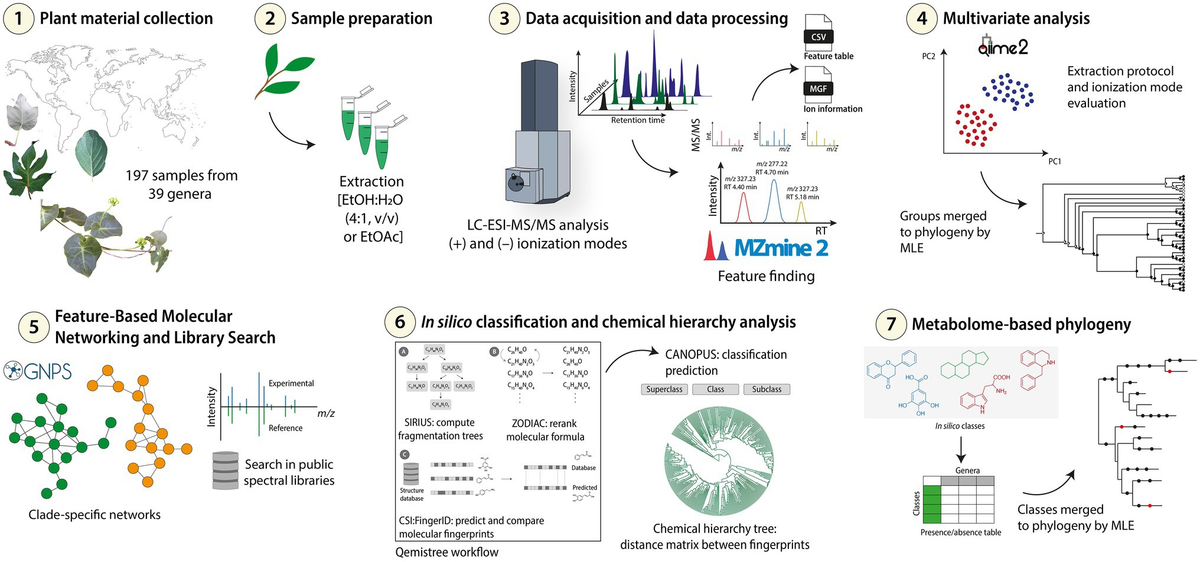 Frontiers | Untargeted Metabolomics Sheds Light on the Diversity of ...