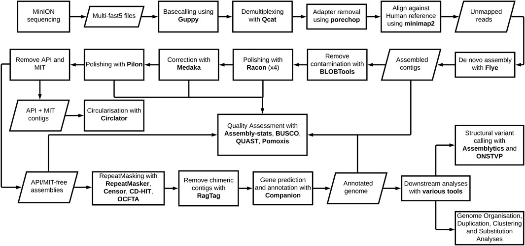 Frontiers | De Novo Assembly of Plasmodium knowlesi Genomes From ...