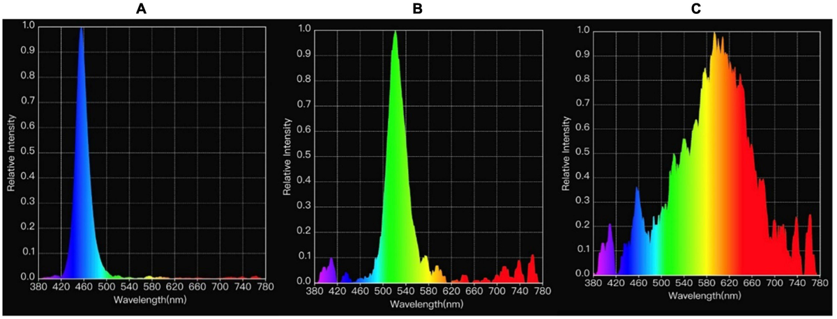 Frontiers | Light Color and the Commercial Broiler: Effect on Ocular ...
