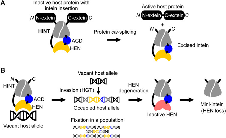 Frontiers | Structural Basis for the Propagation of Homing Endonuclease ...