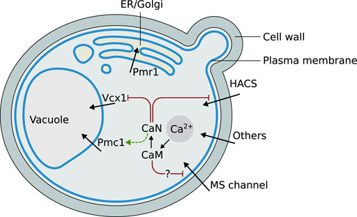 Frontiers | Modeling Calcium Signaling in S. cerevisiae Highlights the ...