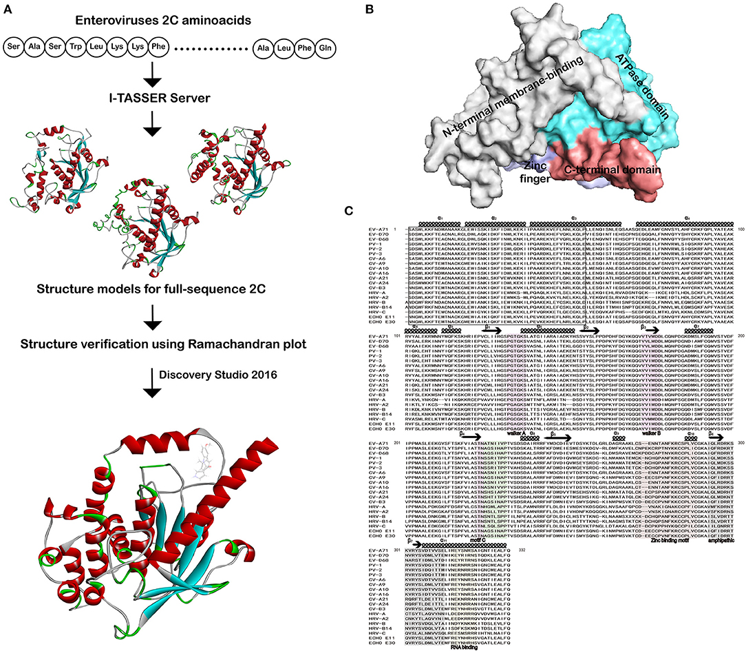 Frontiers | Structure Prediction and Potential Inhibitors Docking of ...