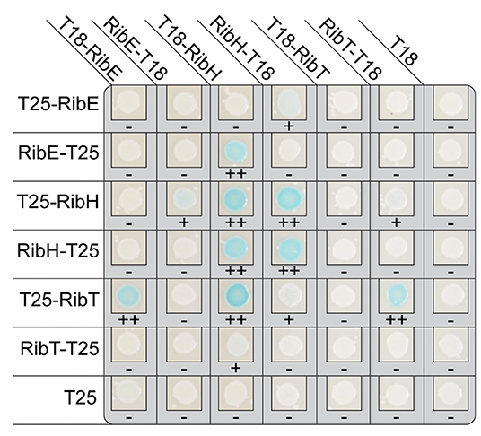 Frontiers | The Acetyltransferase RibT From Bacillus subtilis Affects ...