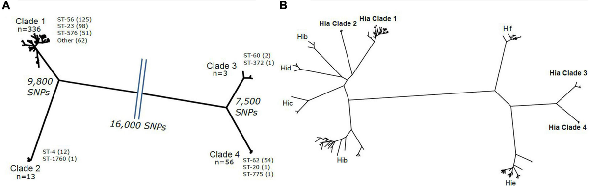Frontiers | Phylogenetic Structure and Comparative Genomics of Multi ...